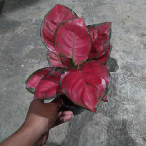 Jual Aglonema Red Compacta Rimbun - Kota Tangerang Selatan - Toko ...
