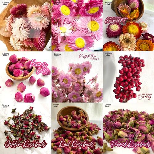 Jual Dried Flower bunga kering Rodanthe Lavender Daisy DIY dekorasi ...