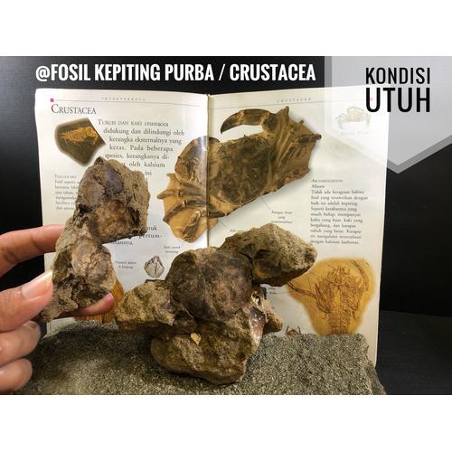 Jual Fosil Kepiting Purba R3 atau Fosil Crustacea atau Fosil Yuyu ...