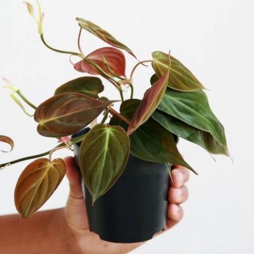 Jual PHILODENDRON MELANO PINK MICAN MURAH - Kab. Agam - LATIVAA SHOP ...