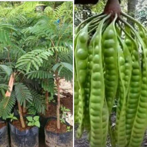 Jual Bibit Buah Petai Hibrida / Pete Hibrida Super - Bibit Pete premium ...