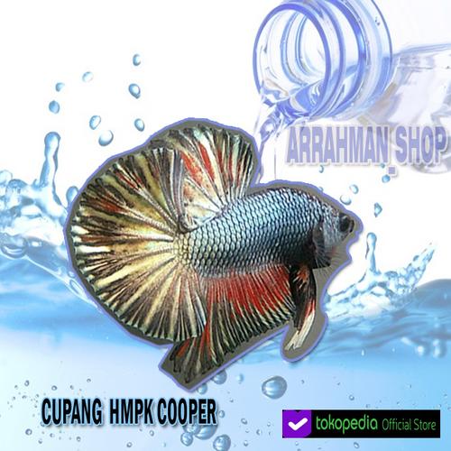 Jual Ikan Cupang Hmpk Cooper / Cupang Cooper Warna Wajib Random - Kota ...