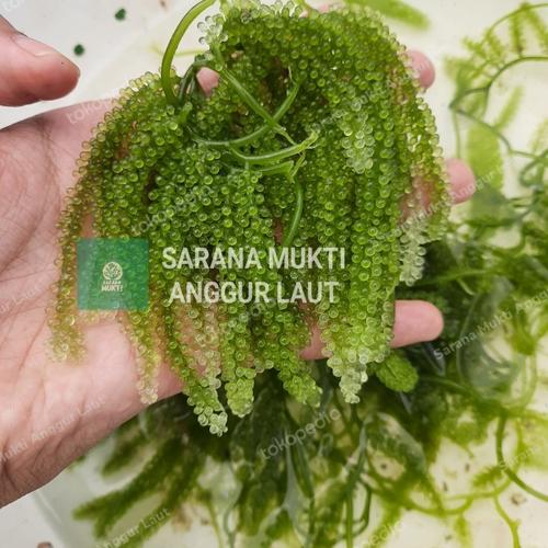 Jual PREMIUM Sea Grape Anggur Laut Latoh Green Caviar/ Caulerpa ...