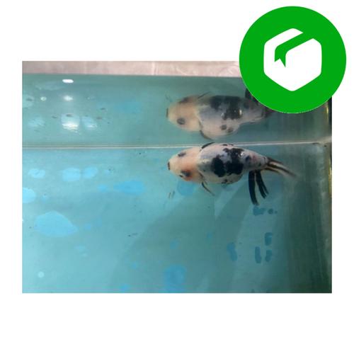Jual Ready Stock ikan mas koki ranchu sapi cow panda - Kota Banjarmasin ...