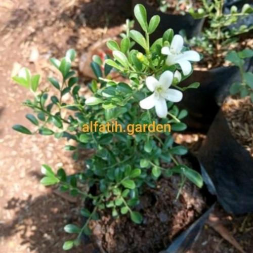 Jual pohon kemuning kuning pohon bunga culan-pohon pacar cina bibit ...