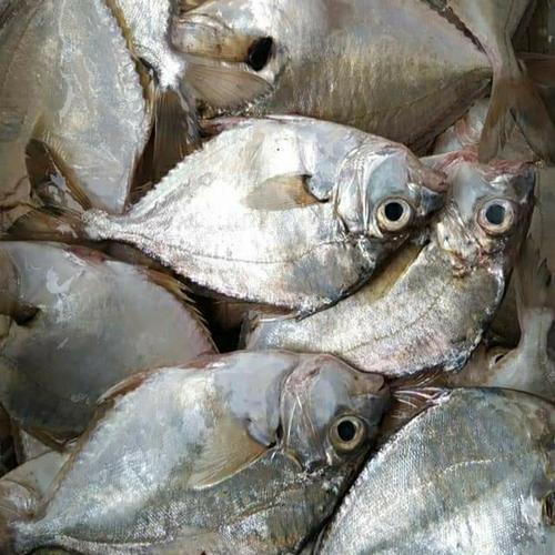 Jual Ikan Petek Segar Ikan Petek 1Kg Hasil Laut Segar - Jakarta Utara ...