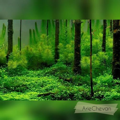 Jual kayu aquascape aquarium kayu kopi per 1kg panjang 40cm - Kota ...