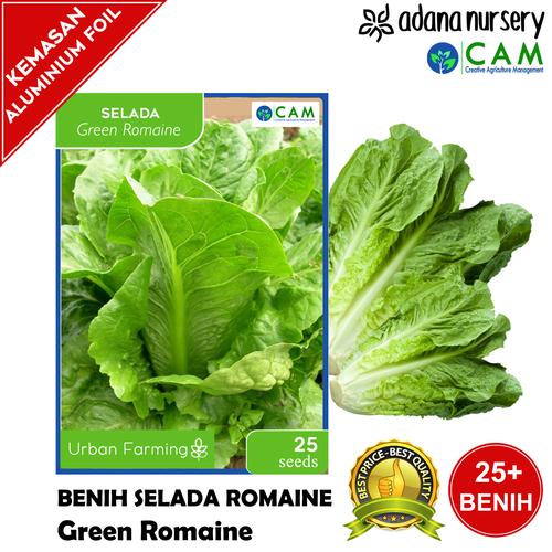 Jual Benih / Biji Selada Romain - Green Romaine Berkualitas - 25 Seeds ...