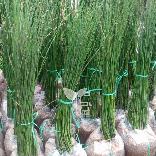 Jual tanaman bambu air - Kota Cimahi - fresh project | Tokopedia