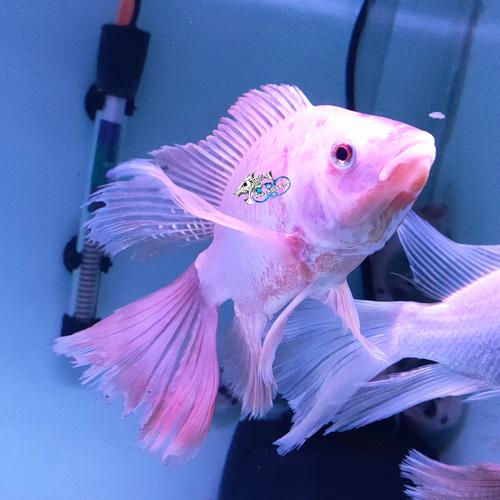 Jual IKAN HIAS NILA MERAH SLAYER KUMPAY LONGFIN - Jakarta Barat - Mars ...