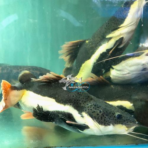 Promo IKAN HIAS RTC SHORTBODY RED TAIL CATFISH Cicil 0% 3x - Jakarta ...