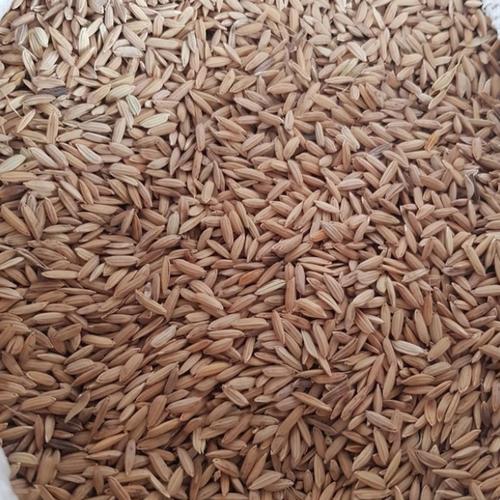 Jual gabah kualitas bagus/beras merah/pakan burung/ayam/bangkok/bebek ...