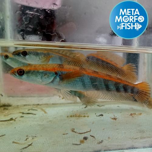 Jual channa maru red barito - Jakarta Timur - METAMORFOFISH | Tokopedia