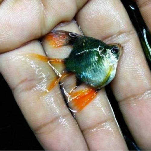 Jual ikan hias green slayer balon sumatra 10 ekor - Kota Depok - raja ...