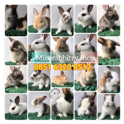 Jual JUAL KELINCI HIAS BERBAGAI MACAM JENIS, PERAWATAN DAN PERLENGKAPAN ...
