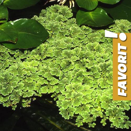 Jual Tumbuhan Air Aquascape Azolla Microphylla Tanaman Apung Jernihkan ...