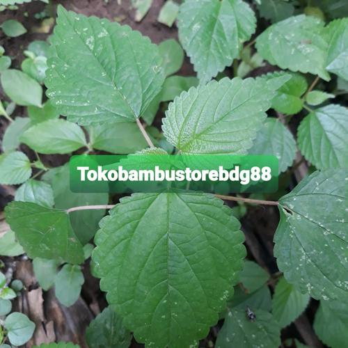Jual Daun jelatang segar daun gatal segar 500 gram - Kab. Bandung Barat ...