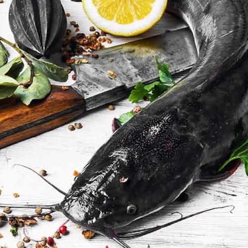 Jual Ikan Lele Segar / Lele Fresh 1kg dengan ukuran perkilo 7/8 ekor ...