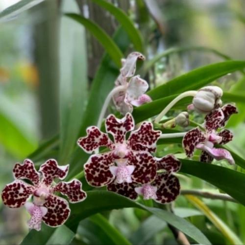 Jual Vanda Lombokensis - anggrek spesies - Kota Surabaya - Asda flora ...
