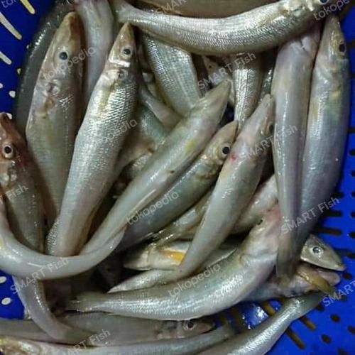 Jual Ikan Rejung(pecah piring) - Jakarta Utara - SMART Fish | Tokopedia