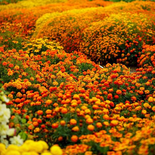 Jual Benih/Bibit/Seed Bunga French Marigold Sparky Mix Warna Hangat ...