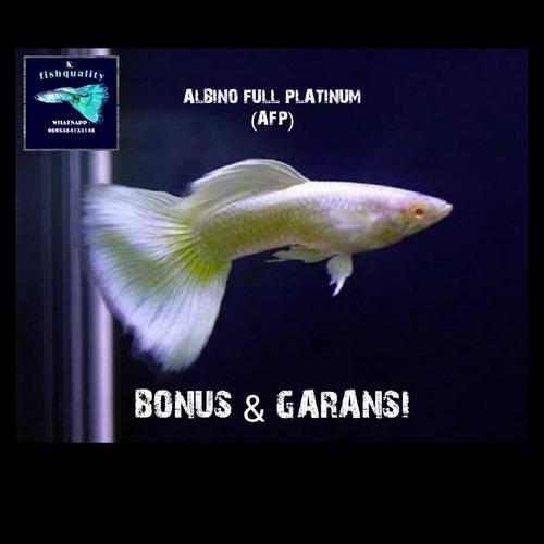 Jual guppy platinum albino/ikan hias air tawar - Kota Depok - Fishquality_id | Tokopedia