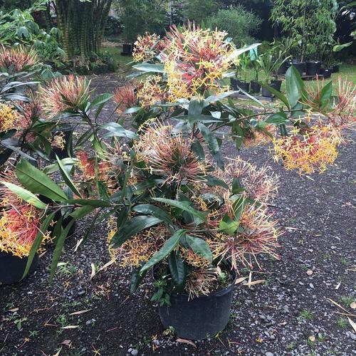 Jual Tanaman langka bunga soka/asoka besar putih wangi (Ixora odorata ...