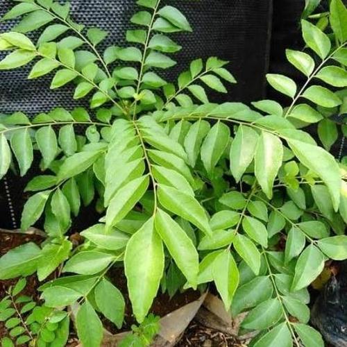 Jual 250 gram Daun Kari Salam Koja Temurui Segar Petik di Pohon - Kota ...