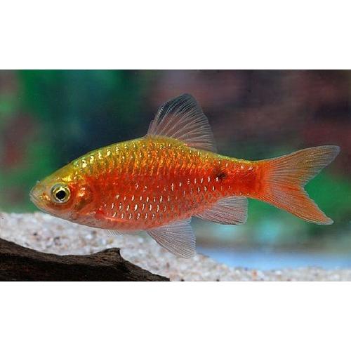 Jual IKAN BARBIR HIAS / SIZE S-M / ROSY BARB / KHUSUS INSTAN - Kota ...