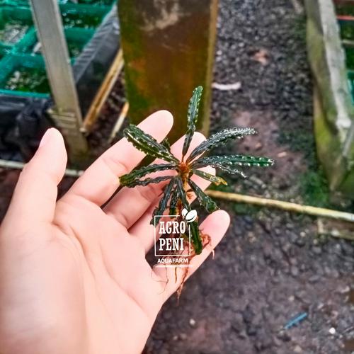 Jual Bucephalandra pcs velvet 3 color - tanaman hias aquascape ...