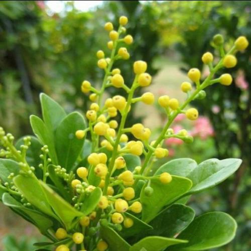 Jual tanaman culan | pohon pacar cina - Kab. Bogor - MALA TAMAN | Tokopedia