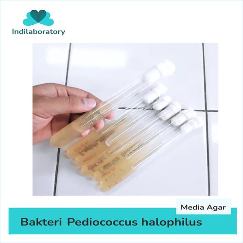 Jual Kultur Bakteri Pediococcus halophilus - Kota Samarinda - Indilab ...