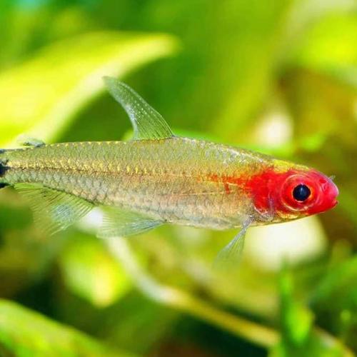 Jual IKAN RED NOSE TETRA HIAS / SIZE S-M / TETRA RED NOSE / KHUSUS ...