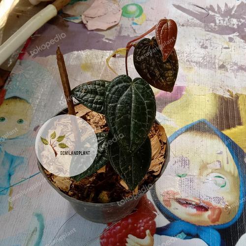 Jual Bibit Pohon Tanaman Sirih Hitam Asli / Sirih Hitam Langka ...