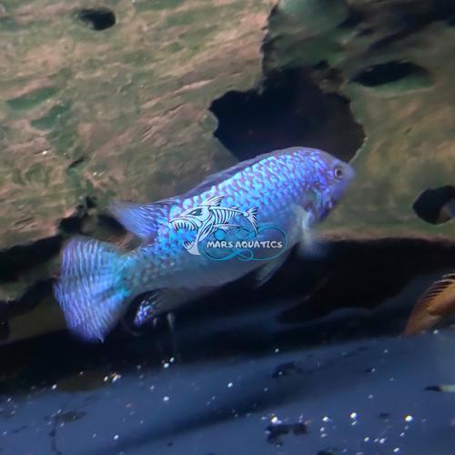 Jual IKAN HIAS BLUE JEWEL AFRICAN CICHLID - Jakarta Barat - Mars ...