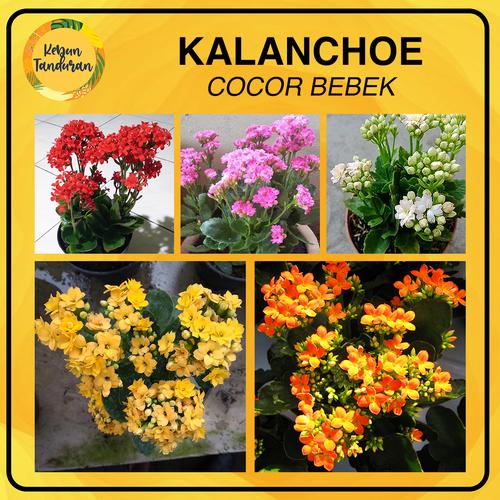 Jual Tanamah Hias Bunga Cocor Bebek Kalanchoe Merah Orange Kuning Pink ...