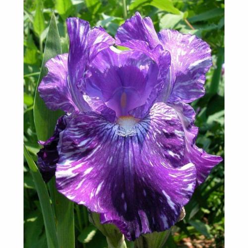 Jual TANAMAN HIAS ANGGREK CYMBIDIUM PURPLE SWEET - TANAMAN HIDUP ...