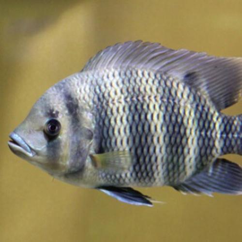 Jual IKAN ZEBRA TILAPIA / NINETY NINE / SIZE S-M / KHUSUS INSTAN - Kota ...