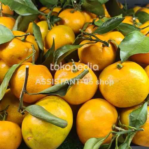 Jual jeruk shantang daun 1kg - Jakarta Selatan - ASSISTANT-05 shop ...