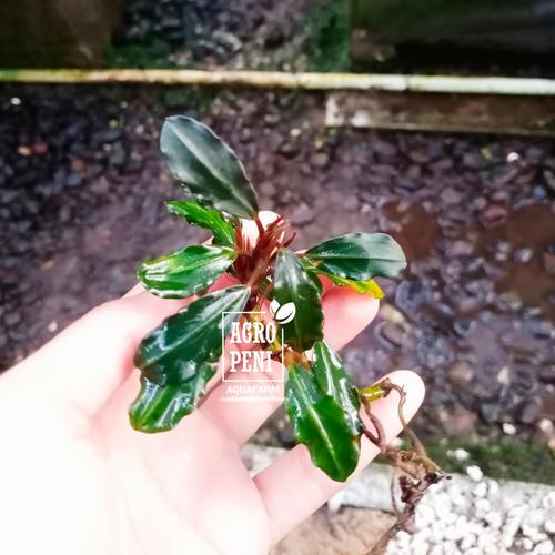 Jual Bucephalandra pcs nangataman red cherry - tanaman hias aquascape ...