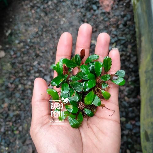 Jual Bucephalandra mini clump kapit sulatan - tanaman hias aquascape ...