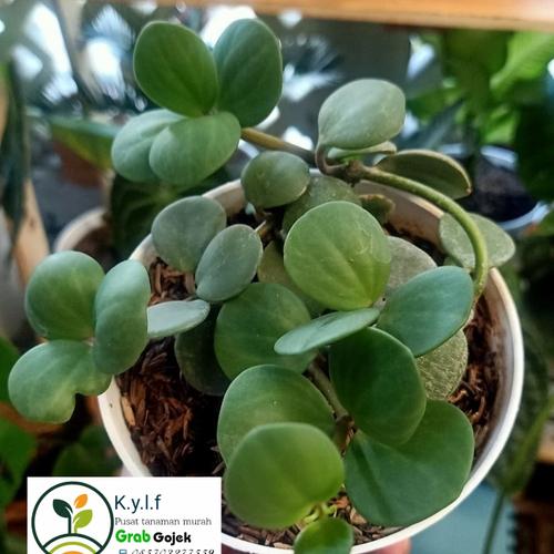 Promo peperomia hope / tanaman hias Hoya hope coin + pot putih ...