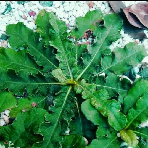 Jual daun herbal tapak liman segar,daun tapak Liman,daun,segudang ...