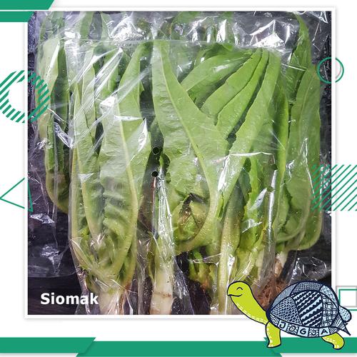 Jual SIOMAK & ROMAIN LETTUCE NON PEPTISIDA SAYUR PREMIUM HYDROPONIC ...