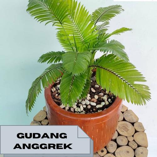 Promo tanaman hias palem/palm jepang indoor dan outdoor - Jakarta Barat ...