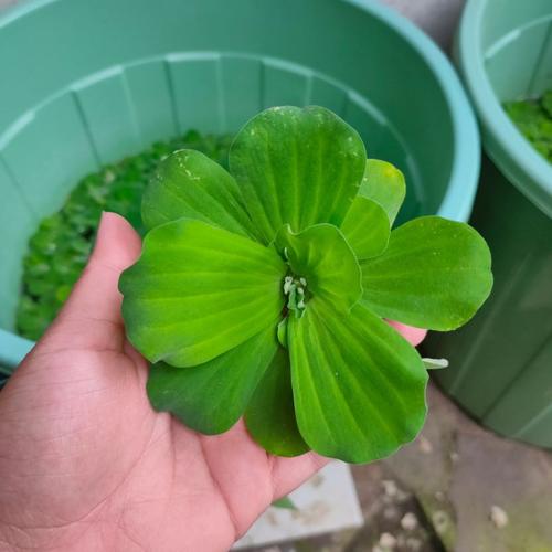 Jual daun tanaman enceng eceng gondok apu-apu murah aquascape aquarium ...