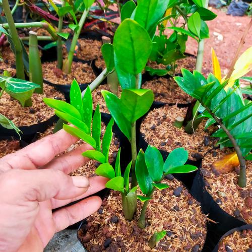 Jual POHON ZAMIA KUKAS ZAMIA DOLAR - Kab. Bogor - Yuli_taman store ...