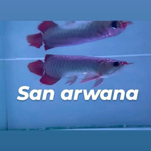Jual ikan arwana super red ITL arwana sr sepauk I THIAU LUNG - Jakarta ...