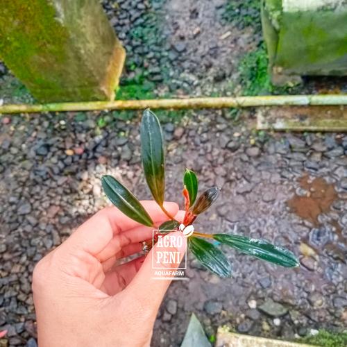 Jual Bucephalandra pcs pink lady - tanaman hias aquascape - Jakarta ...