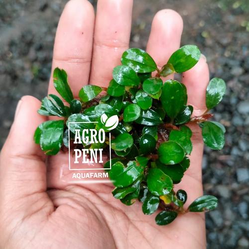 Jual Bucephalandra mini clump purple blue - tanaman hias aquascape ...
